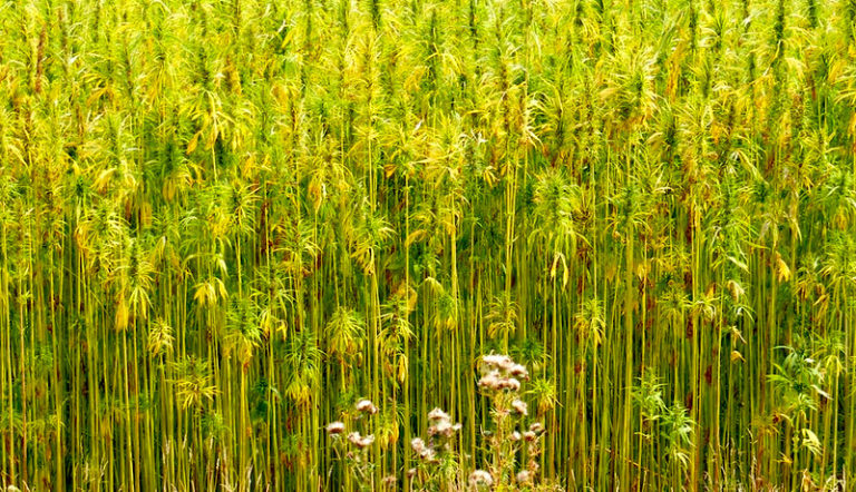 Conociendo el Kenaf: Una planta con cualidades para la bioconstrucción - CASA ecológica